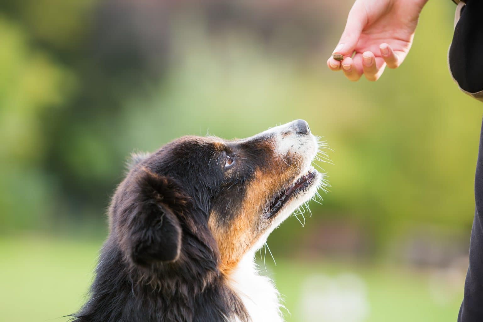10 Best Human Grade Dog Treats - iHeartDogs.com