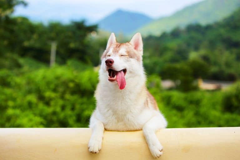 13 Silly Dog Breeds That Express Themselves in Hilarious Ways ...