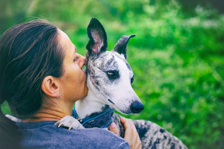 13 Sensitive Dog Breeds That’ll Make You Smile - iHeartDogs.com
