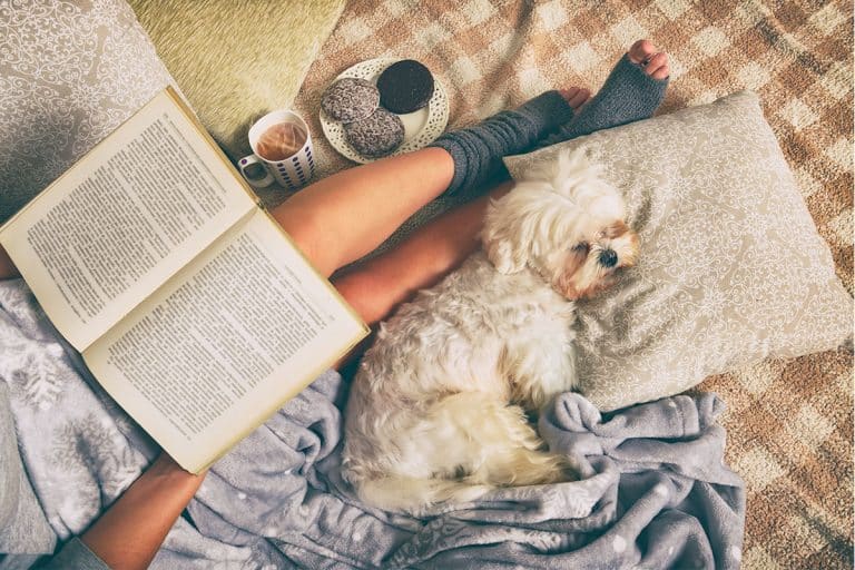 13 Snuggly Dog Breeds That Love Falling Asleep On You - iHeartDogs.com