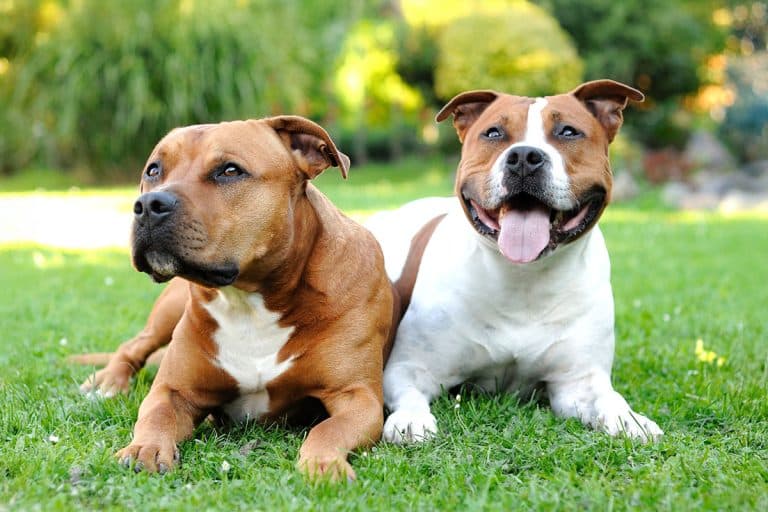 7 Dental Products, Chews, & Toys to Clean Your Staffordshire Bull ...
