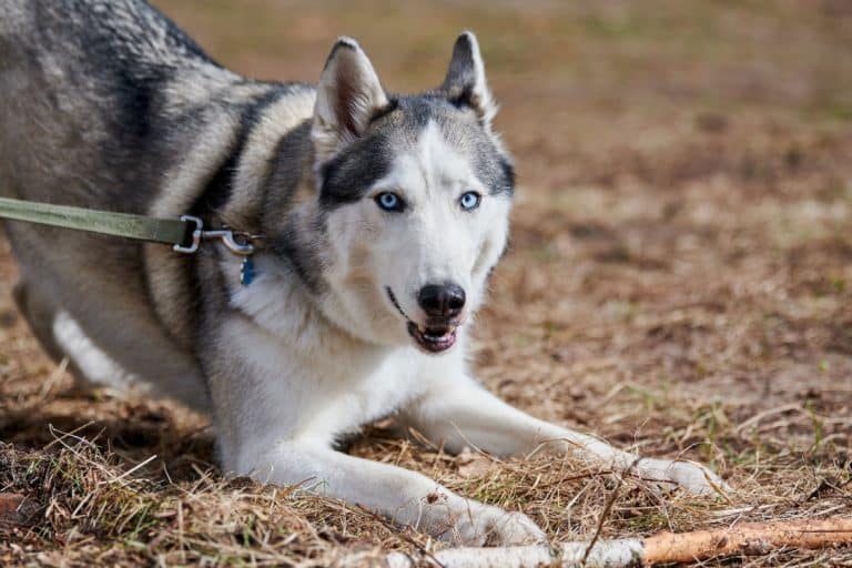 11 Hyper Dog Breeds That Stay Forever Playful - iHeartDogs.com