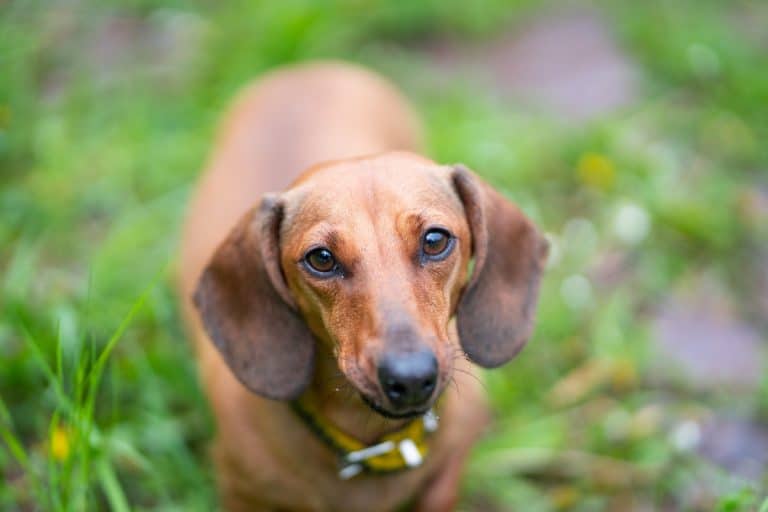 8 Best Biotin Supplements for Dogs - iHeartDogs.com