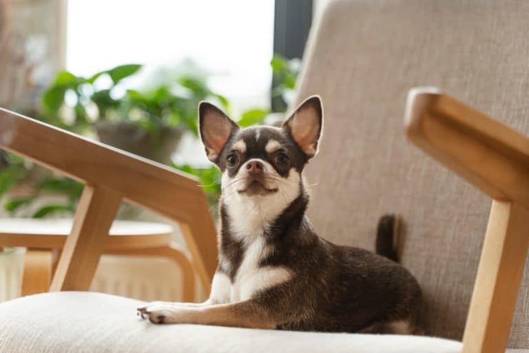 11 Small Dog Breeds That Thrive In Apartment Life - iHeartDogs.com