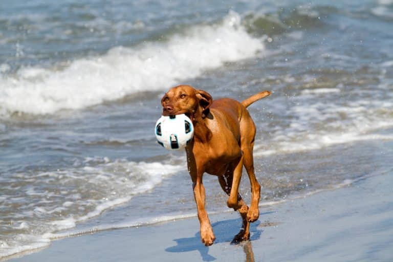 America’s Most Dog-Friendly Beaches for 2026 Are Pure Puppy Paradise ...