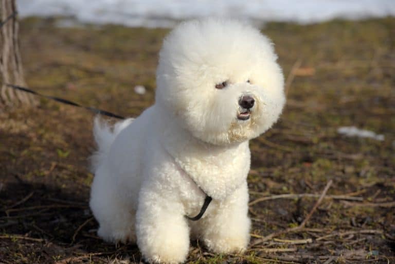 13 Adorable Dog Breeds That Look Just Like Teddy Bears - iHeartDogs.com