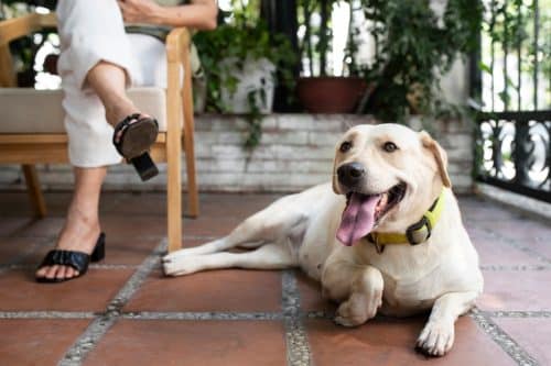 13 Reasons Dogs Make the Best Family Members - iHeartDogs.com