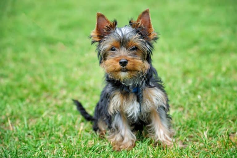 13 Tiny Dog Breeds That Stay Puppy-Sized Forever - iHeartDogs.com