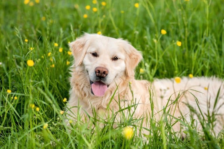 11 Most Loving Dog Breeds In The World - iHeartDogs.com