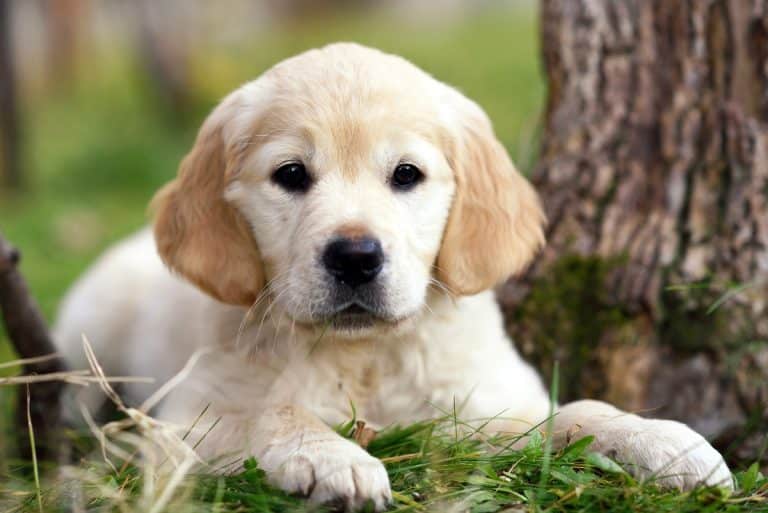 13 Most Adorable Puppy Breeds You’ll Want to Hug - iHeartDogs.com