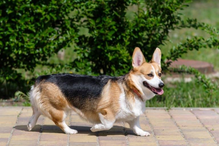 7 Dental Products, Chews, & Toys to Clean Your Corgi’s Teeth ...