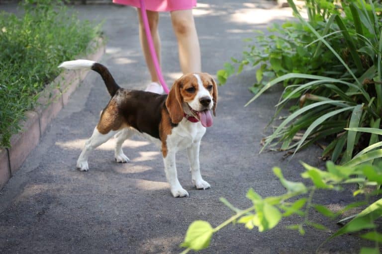 11 Best LED Light Up Dog Leashes for Night Walking - iHeartDogs.com
