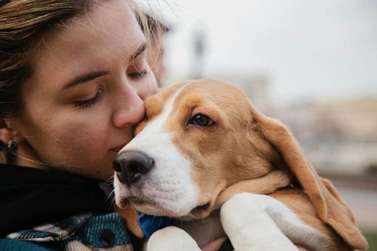 13 Best Dog Breeds For Emotional Support And Comfort - iHeartDogs.com