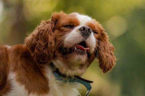11 Classic Dog Breeds That Never Go Out Of Style - iHeartDogs.com