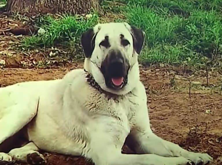 Dog Trapped for 16-Hours in Flooded Gully Miraculously Found Alive ...