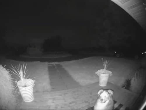 Dog Patiently Waits Outside All Night, Owner Realizes Mistake via ...