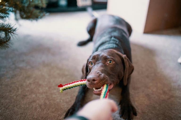 11 Silly Dog Breeds That Make You Laugh Every Day - iHeartDogs.com