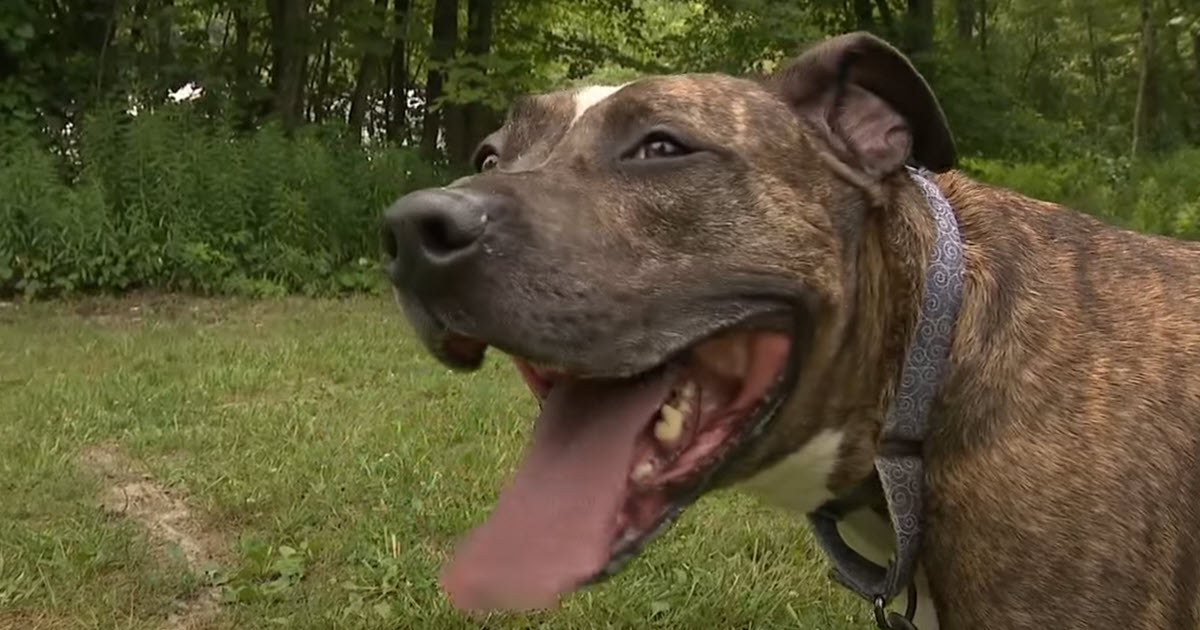 Nitro the Dog Has Spent Nearly 7-Years Waiting for a Home - iHeartDogs.com