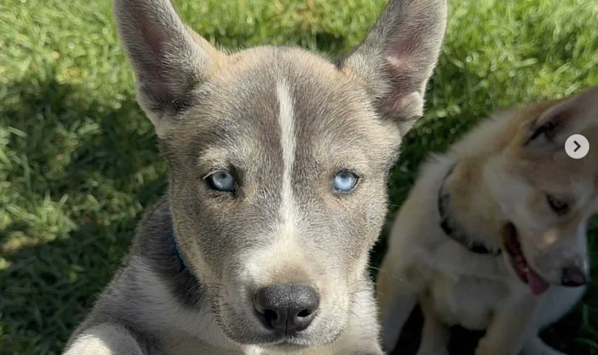 Pitsky Dogs Are Blowing Up on TikTok with Their Ice-Cold Eyes & Buff ...