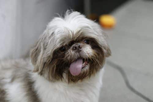 13 Goofy Dog Breeds Who Act Silly Before Mealtime - iHeartDogs.com
