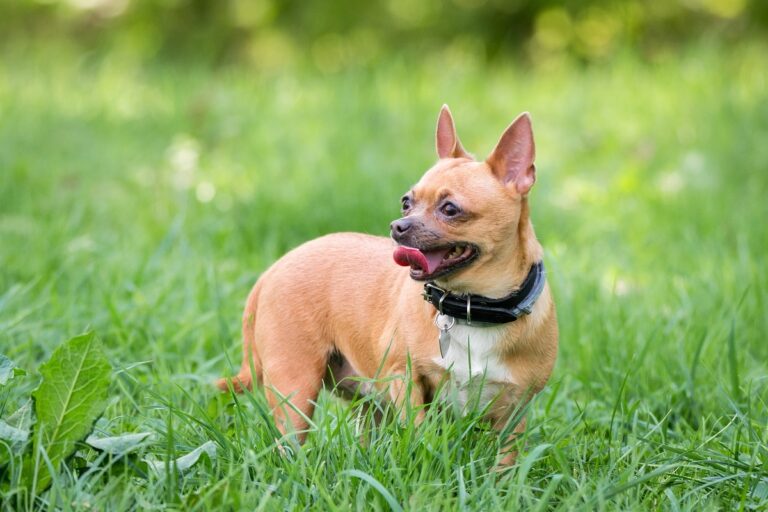 11 Classic Dog Breeds That Never Go Out Of Style - iHeartDogs.com