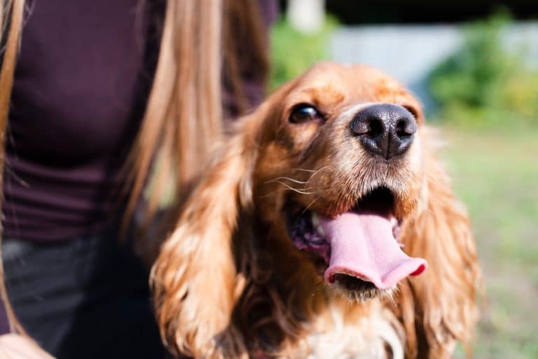 13 Amazing Facts About a Dog’s Sense of Smell - iHeartDogs.com
