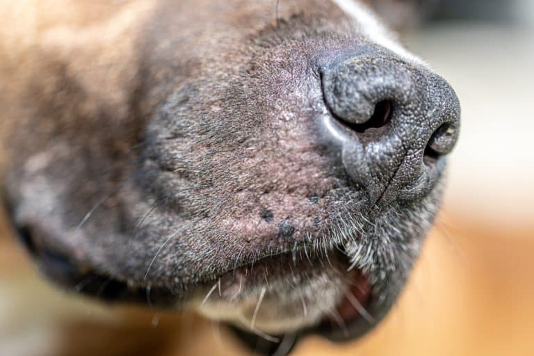 13 Amazing Facts About a Dog’s Sense of Smell - iHeartDogs.com