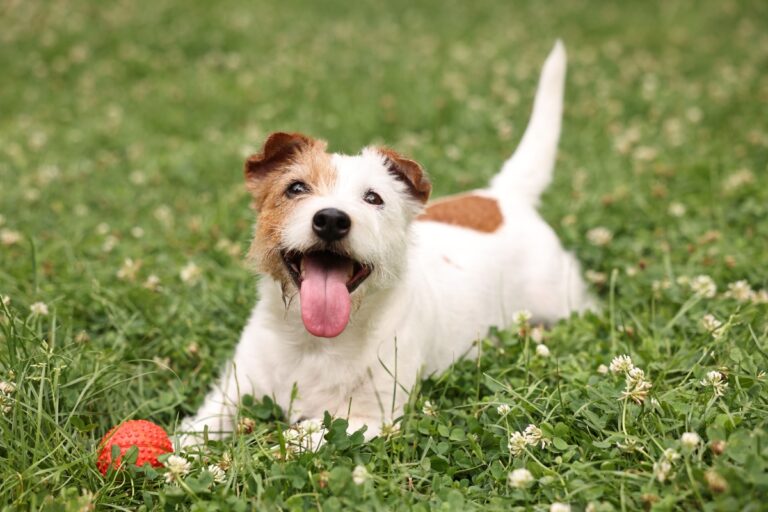 13 Amazing Facts About How Dogs Perceive Touch - iHeartDogs.com