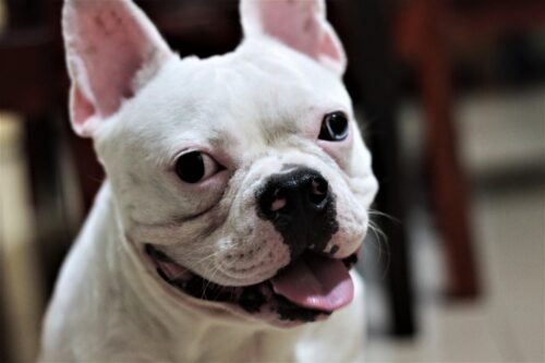11 Silly Dog Breeds That Make You Laugh Every Day - iHeartDogs.com