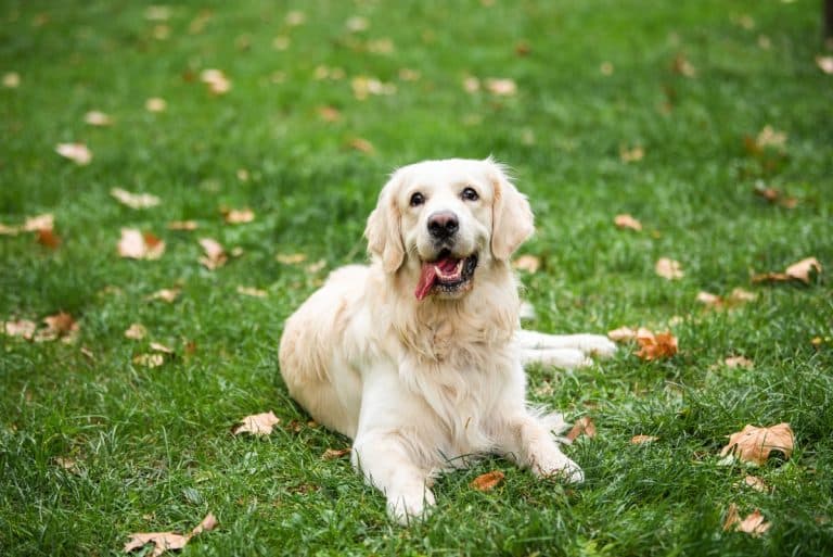 13 Funny Dog Breeds With Goofy Smiles and Big Hearts - iHeartDogs.com