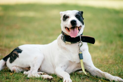 13 Subtle Signs Your Dog’s In A Great Mood - iHeartDogs.com