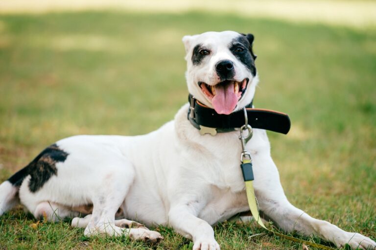 Check Out Chewy's Cutest Dog Collars for Fun & Function - iHeartDogs.com