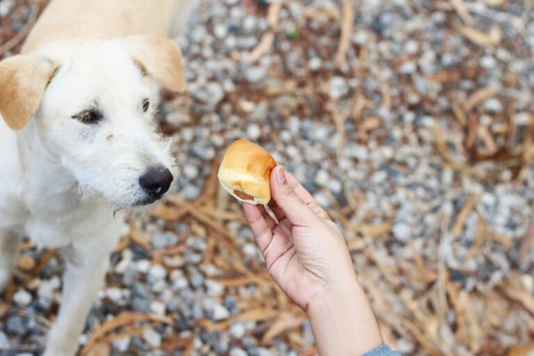 13 Common Smells Dogs Secretly Love - iHeartDogs.com