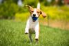 13 Lively Dog Breeds That Are Always Eager For Play - iHeartDogs.com