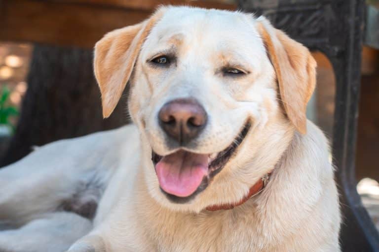 11 Classic Dog Breeds That Never Go Out Of Style - iHeartDogs.com