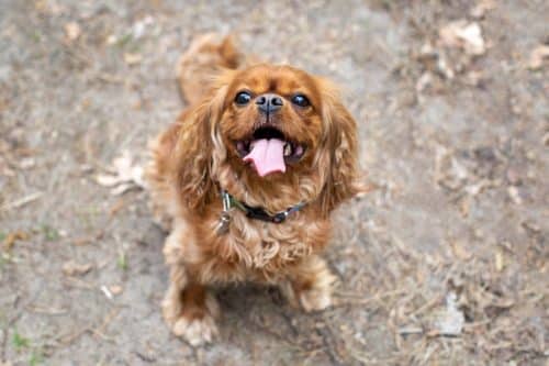 8 Best Liver Supplements for Dogs - iHeartDogs.com