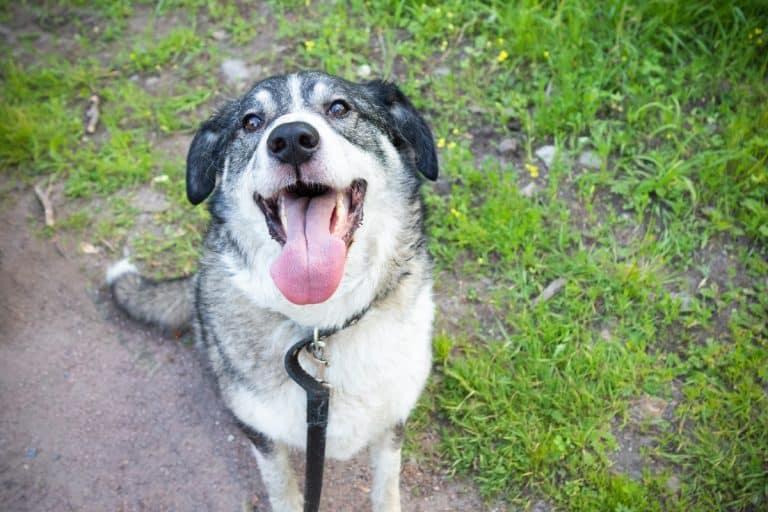 13 Interesting Dog Facts That’ll Make You Love Them More - iHeartDogs.com