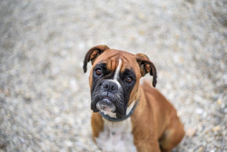 13 Dog Breeds That Look Tough But Are Actually Giant Lovebugs ...