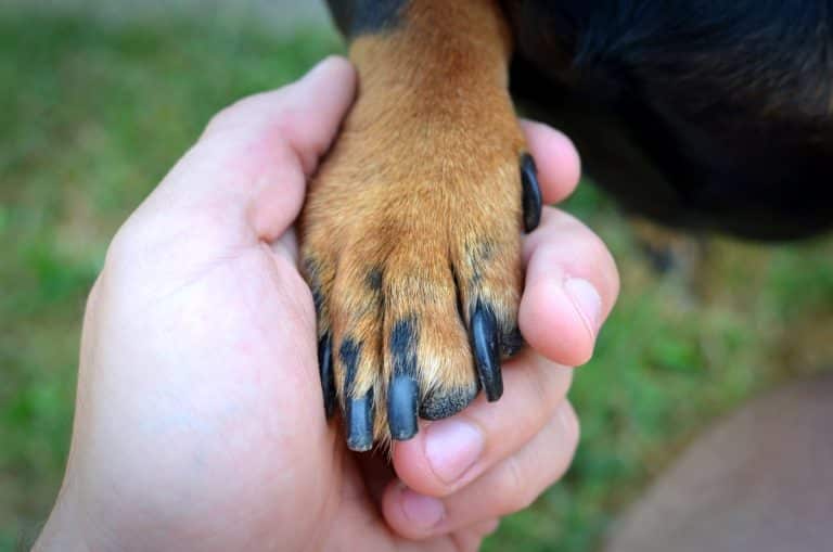 6 Best Dog Nail Covers and Caps - iHeartDogs.com