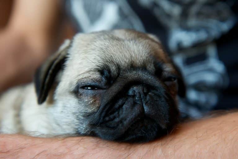 13 Snuggly Dog Breeds That Love Falling Asleep On You - iHeartDogs.com