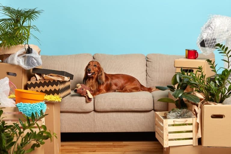 Your Complete Guide To Delightfully Tacky Dog Décor - iHeartDogs.com