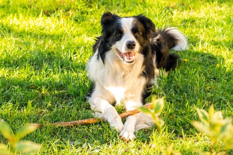 Ideal Diet for Border Collies - The Ultimate Border Collie Feeding ...