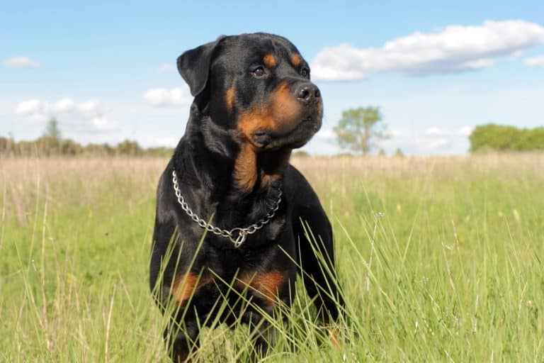 12 Top-Rated Large Breed Dog Foods for Big Dogs - iHeartDogs.com