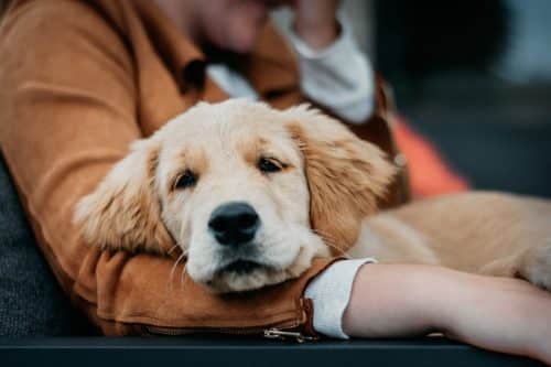 13 Snuggly Dog Breeds That Love Falling Asleep On You - iHeartDogs.com
