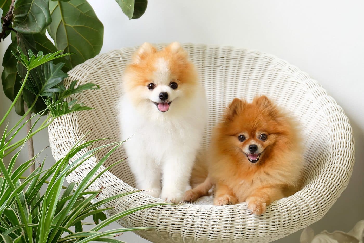 15 Amazon Dog Products Under $15 That Feel Like a Steal - iHeartDogs.com