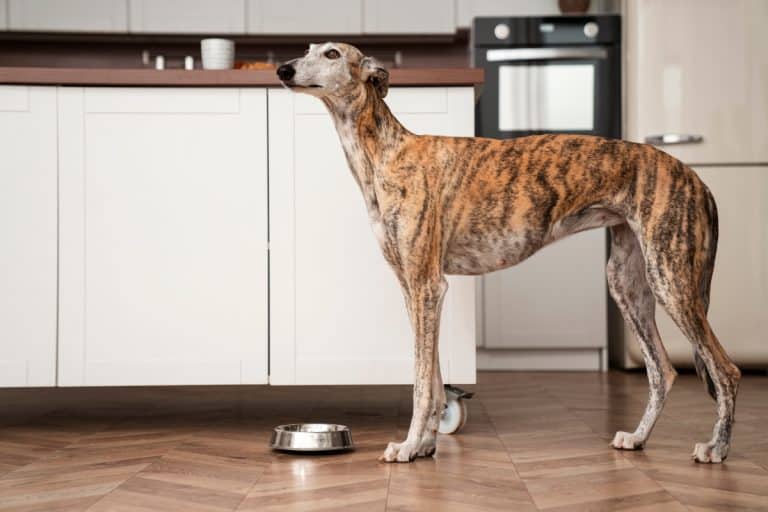 6 Best Canned Dog Foods - iHeartDogs.com