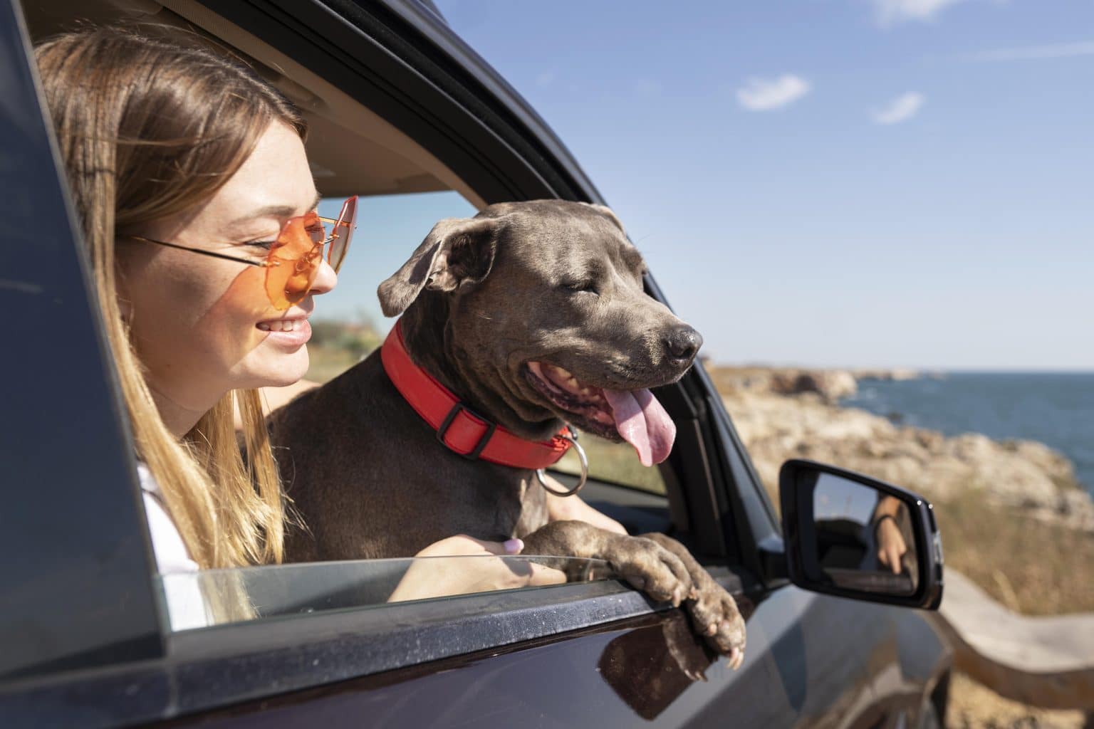Ultimate Dog Gear: 18 Essential Items For Your Dog Road Trips ...