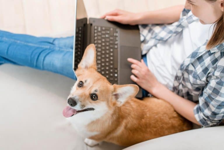 Amazon Prime Day Ends Today: Last Call for These Dog Deals ...