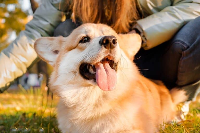 13 Amazing Facts About a Dog’s Sense of Smell - iHeartDogs.com