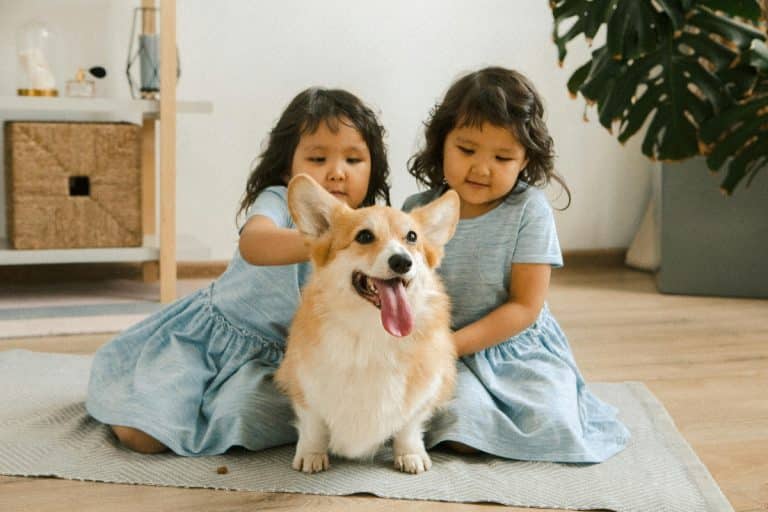 11 Bossy Dog Breeds That Herd Kids Like It’s Their Job - iHeartDogs.com